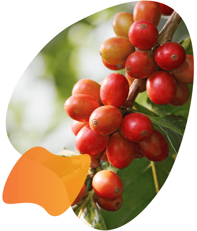 The Vast Applications Of Kasp Genotyping For Plant Breeding Programmes